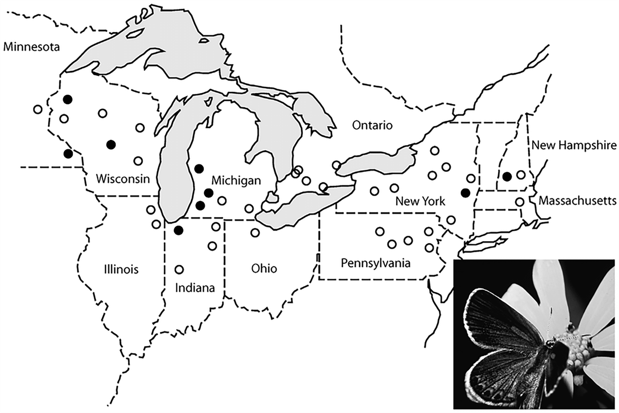 The Karner Blue Butterfly: Conservation Efforts and Habitat Protection ...